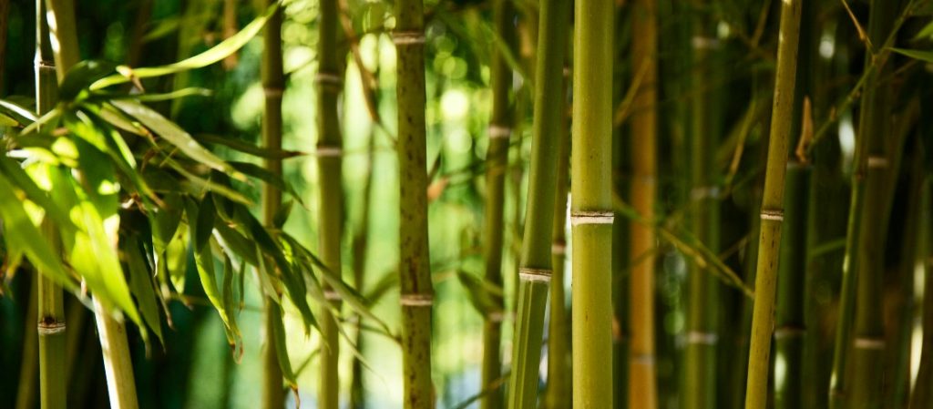 Bambu para o cabelo: Funciona mesmo? Quais os benefícios?